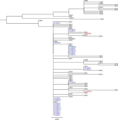unrooted maximum likelihood bootstrap consensus tree based on the best
