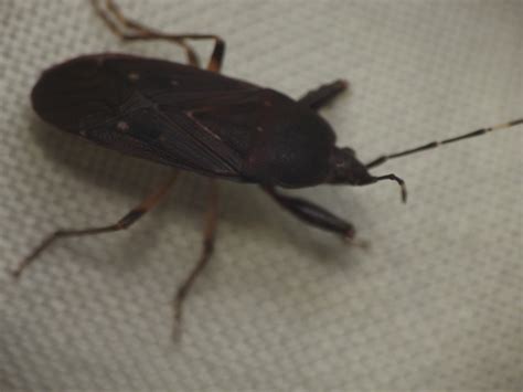 Usilanus Burmanicus · Inaturalist