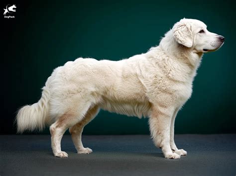 Kuvasz The Loyal Protective Hungarian Livestock Guardian