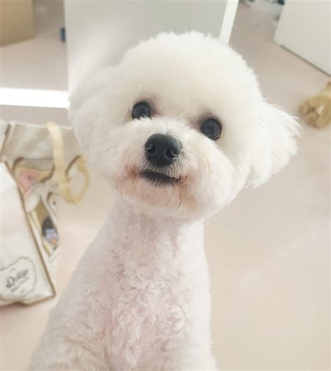 비숑프리제 코코 강아지 책임분양 ♥ 강아지파양 고양이파양 유기견무료분양입양 아이조아요양보호소