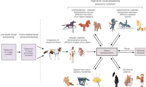 high level visual processing cognitive influences neupsy key