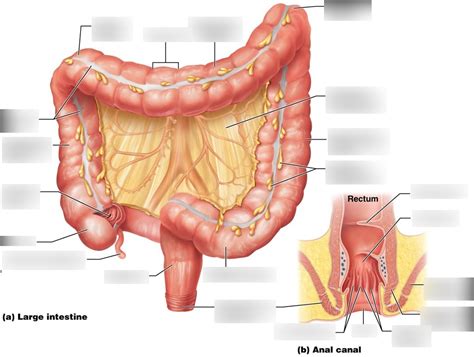 Large Intestine 2 Diagram Quizlet