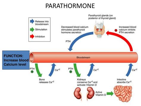 Ppt Endocrine System Review Powerpoint Presentation Free Download Id 6583907