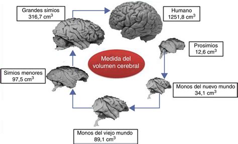 Delicadeza De Cerebro De Mono Vivo