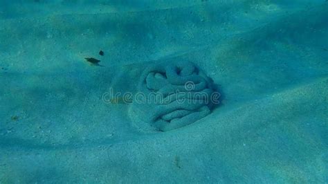 Cast Of Lugworm Or Sandworm Arenicola Sp Undersea Atlantic Ocean