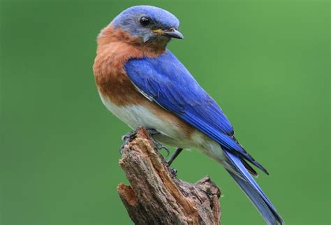 47 Common Birds In Massachusetts Pictures And Identification
