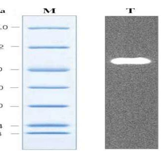 Map Of PGEX T HMPREF Recombinant Expression Vector Download Scientific Diagram