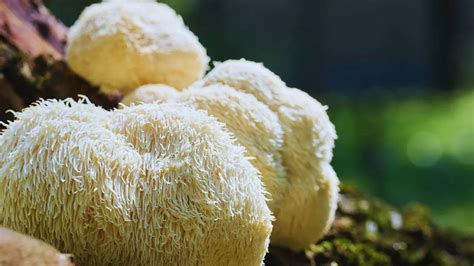 Brain Boosting Lions Mane Mushroom Is A New Culinary Favourite Among Chefs The Times Of India