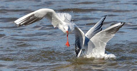 붉은부리갈매기들의 물고기 사냥