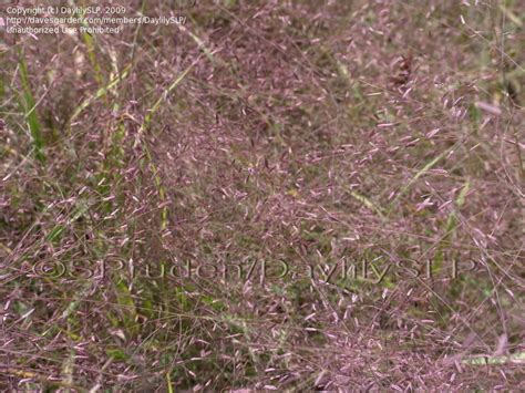 Plantfiles Pictures Eragrostis Species Petticoat Climber Purple Love