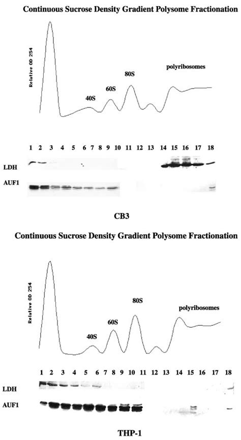 Continuous Sucrose Density Gradient Polysome Analysis Of Thp 1 And Cb3