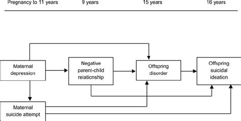 Theoretical Model Displaying All Hypothesized Pathways Download