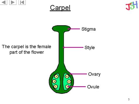 Plant Reproduction Flower Parts Pollination Fertilization Seed Dispersal