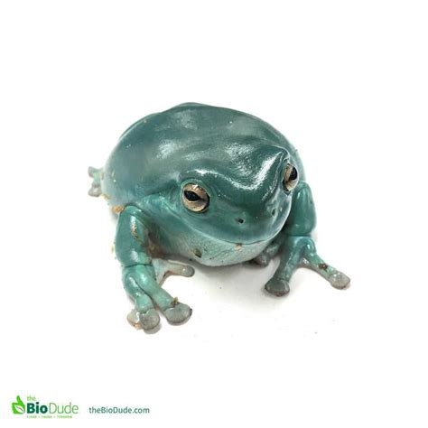 What Kind Of Frog Is Dumpy Vital Frog