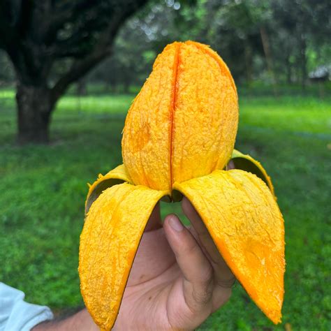 আম্রপালি আম Amrupali Mango Mazra