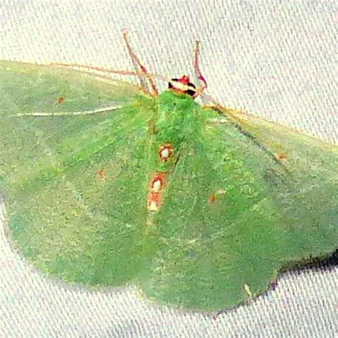 Nemoria Darwiniata Dyar 1904 Butterflies And Moths Of North America