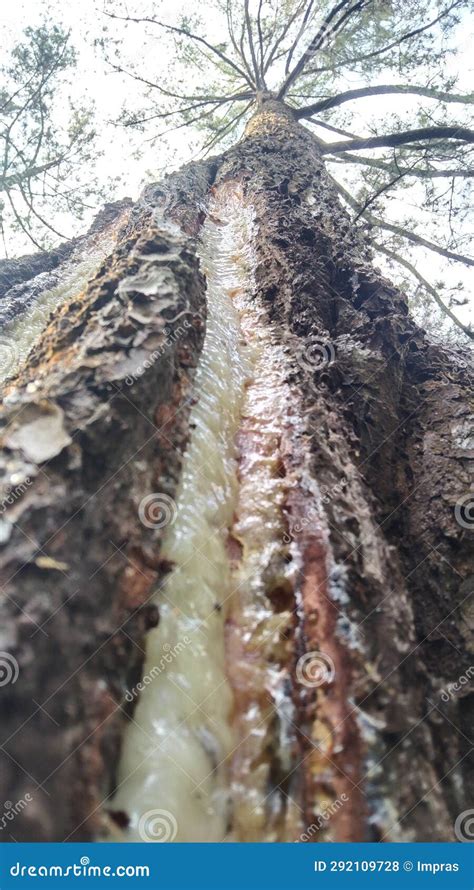 Photo Of Pine Sap Still Attached To A Pine Tree Stock Photo Image Of Tree Attached