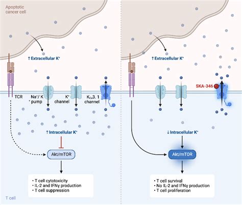 Extracellular K Dampens T Cell Functions In The Tumor Microenvironment
