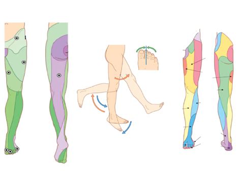 Md1020 Mss Lower Limb Nerve Dermatomes Myotomes Quiz