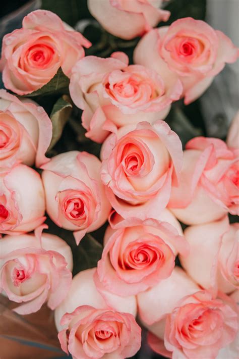 Download Close Up Pink Rose Aesthetic Wallpaper
