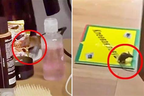 Rat Infested Geylang Hotel Gives Tourists Rodent Trap The New Paper