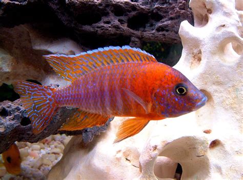 Red Peacock Small Peacock Earrings Stefano Vintage New Cloisonne