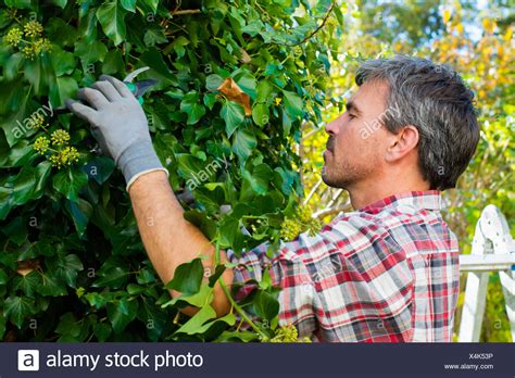 Tree Trimmer Stock Photos Tree Trimmer Stock Images Alamy