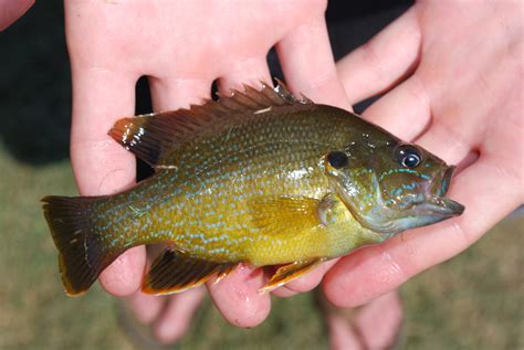 First Time Successfully Fishing On My Own Found A Hole With A Bunch Of