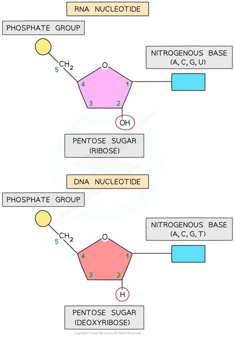 Nucleic Acids Ap Biology Study Guide