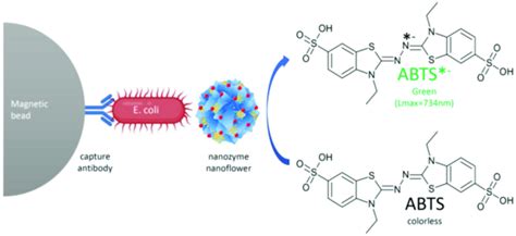 Colorimetric Reaction Of The Peroxidase Mimicked By The Nanozyme