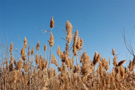 Premium Photo Tall Dry Grass Against The Blue Sky