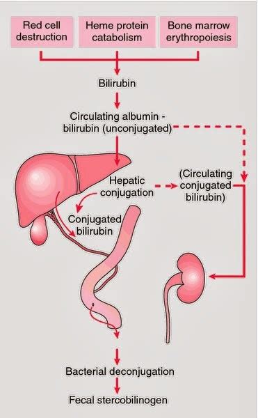 膽紅素代謝 Bilirubin Metabolism 小小整理網站 Smallcollation