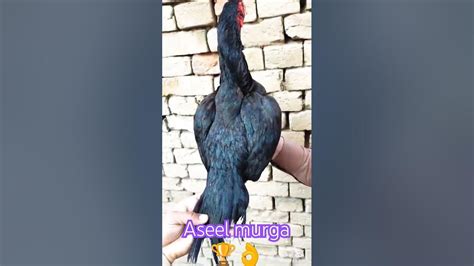 Aseel Murga🏆 Youtube