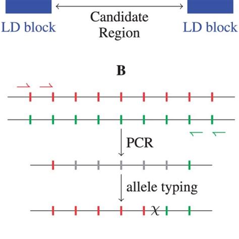 Crossover Detection By Sperm Typing A Pre Pcr Steps Consisting Of