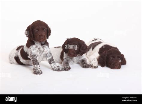 Small Munsterlander Puppies 7 Weeks Kleiner Münsterländer Stock
