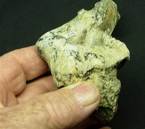 Woolly Mammoth Tooth Fossil Fossils For Sale Paleo Enterprises