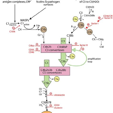 Schematic Representation Of The Complement System And Its Regulators