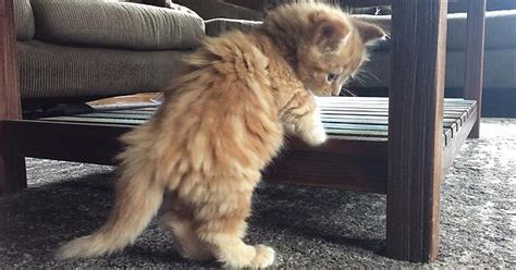 Doop Badoop Kitten Pics Album On Imgur