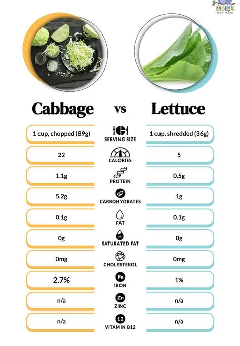 Cabbage Vs Lettuce 3 Main Differences Between The Two Vegetables