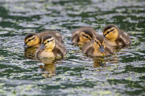 Photo Gratuite De Adorable Anas Platyrhynchos Bassin Bébés Canards