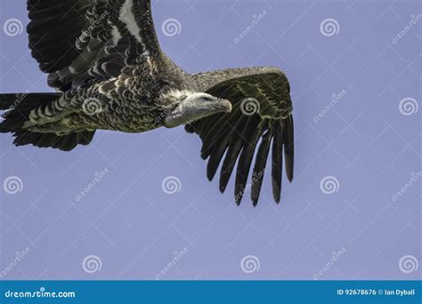 Vulture Flying Close Up Of A Ruppells Griffon Vulture In Flight Stock