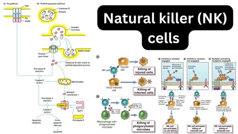 Mhc Genes H 2 Complex And Hla Complex Biology Notes Online