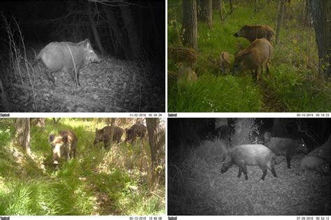 Bushnell Trail Camera Review Unveiling Natures Secrets