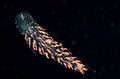 Giant Siphonophore Animal Facts Praya Dubia A Z Animals
