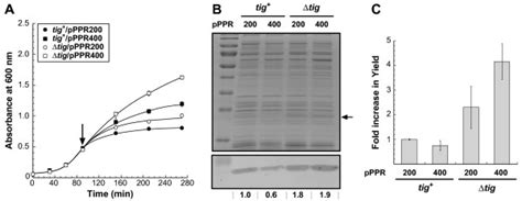 Reduced Transcription And Tf Inactivation Synergistically Improve The