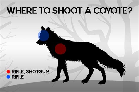 Coyote Hunting Guide Wideners Shooting Hunting And Gun Blog