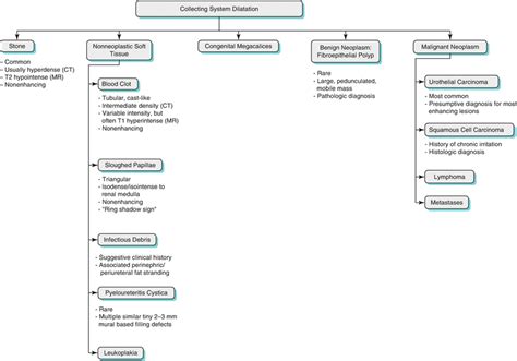 The Urinary Tract Renal Collecting Systems Ureters And Urinary