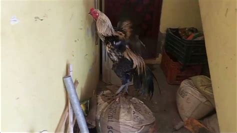 Mayil Seval Lineage Youtube