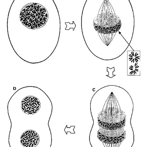 Progression Of Mitosis Monitored By Epifluorescence Of Dapi Stained