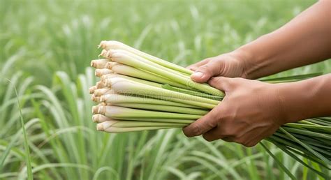 Holding Fresh Lemongrass Stalks In Field Preparing For Culinary Use